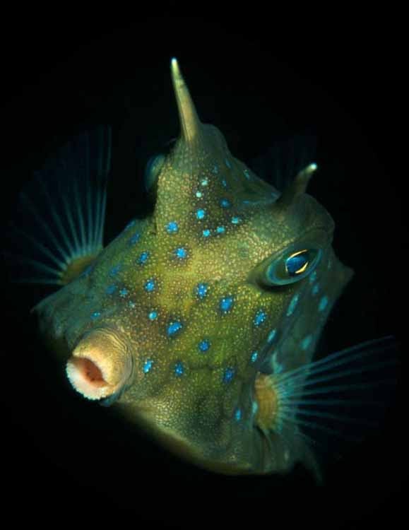 Wallpaper HD: Cowfish Pictures